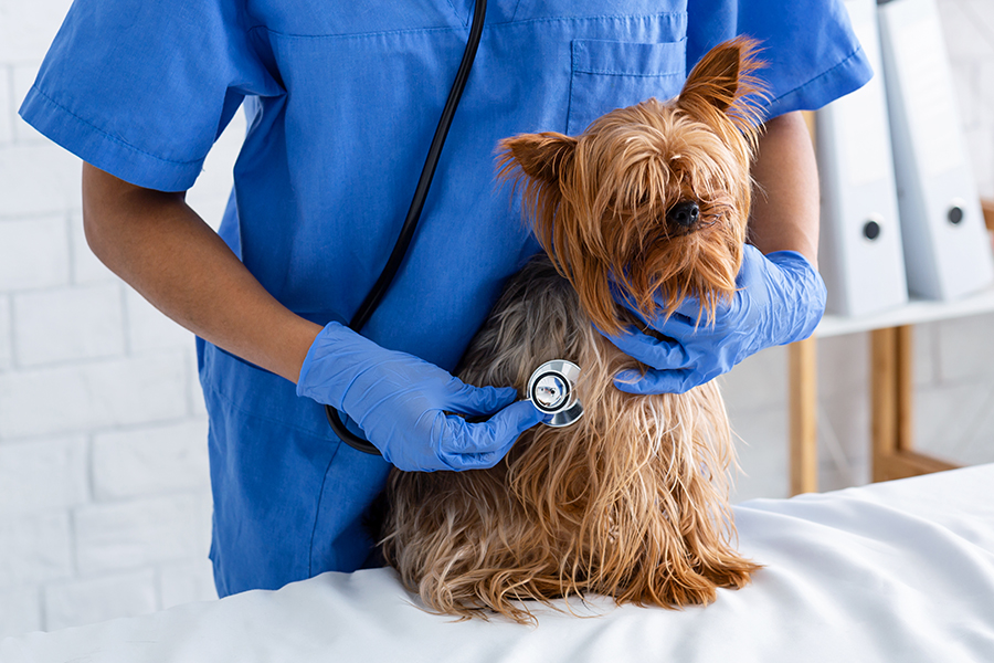Comprehensive Cardiology for Pets | AEUCC | (954) 428-9888