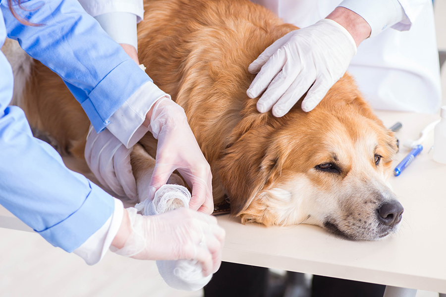 Emergency Trauma Services for Pets | AEUCC | (954) 428-9888